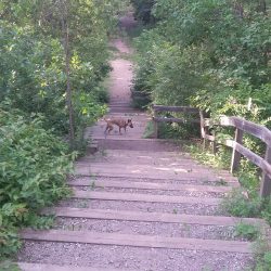 Arlington/Arkwright Off Leash Dog Park - Saint-Paul.com